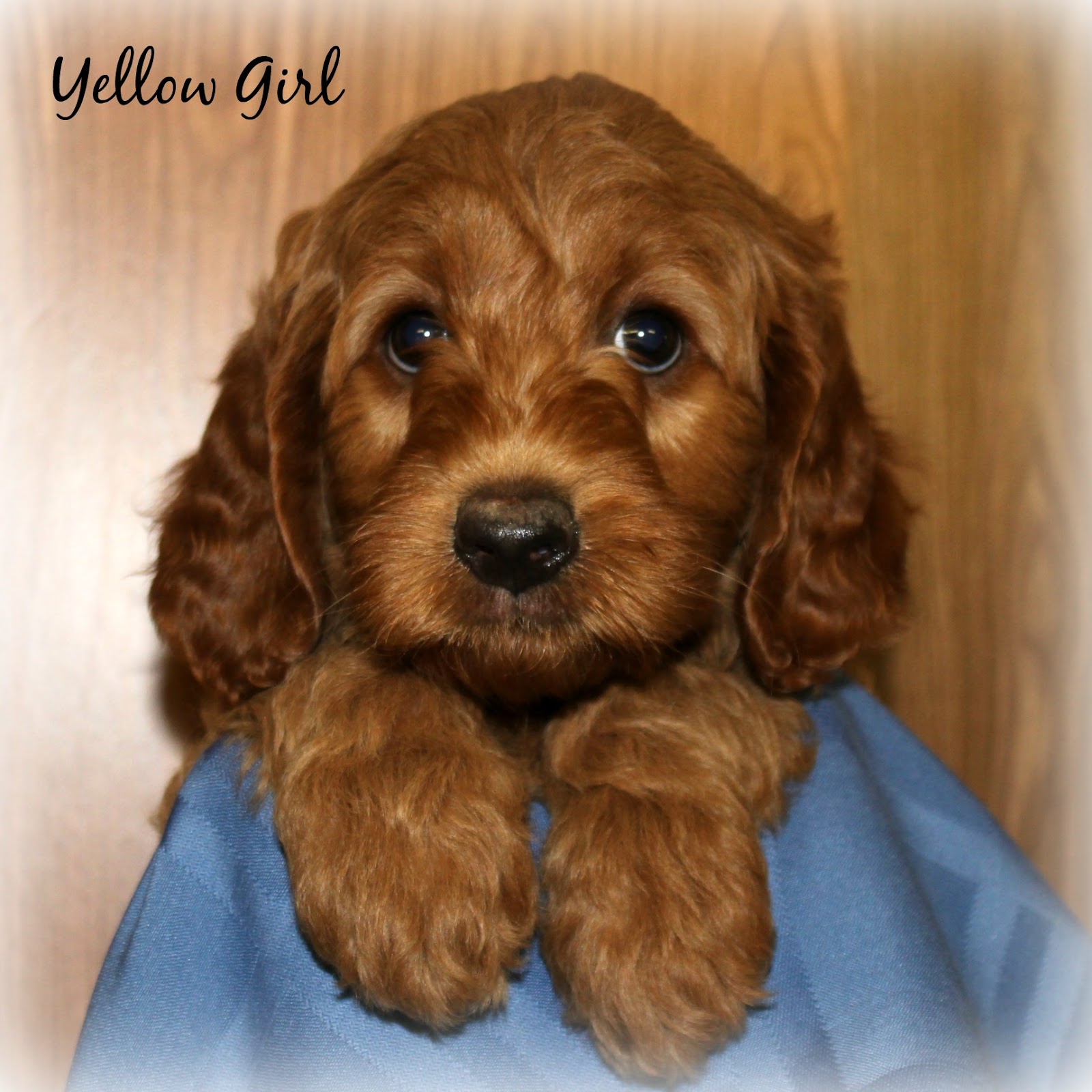 Canadian Doodle Puppies