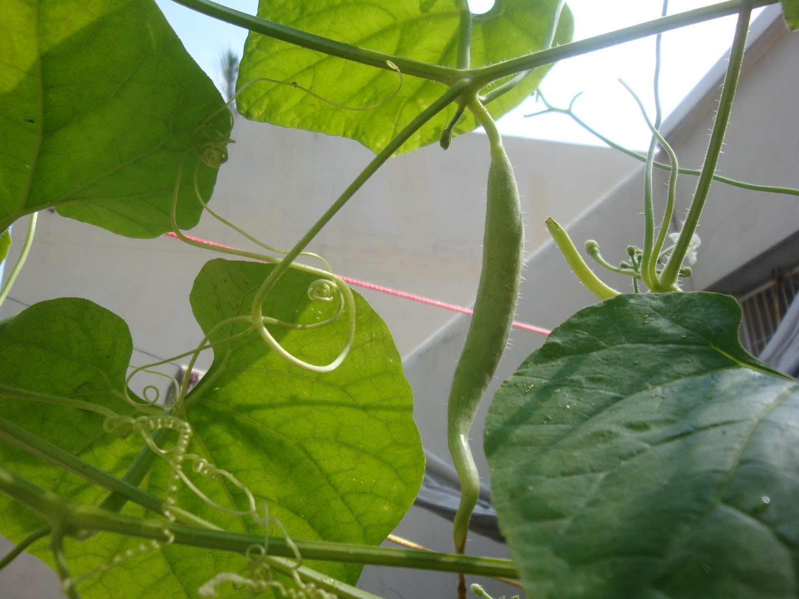 Organic micro farm and vegetable terrace garden : Snake Gourd Plantation