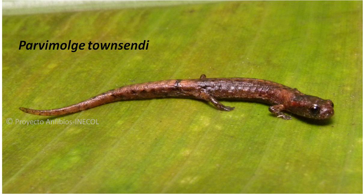 Biología y Conservación de Vertebrados: Salamandras en peligro