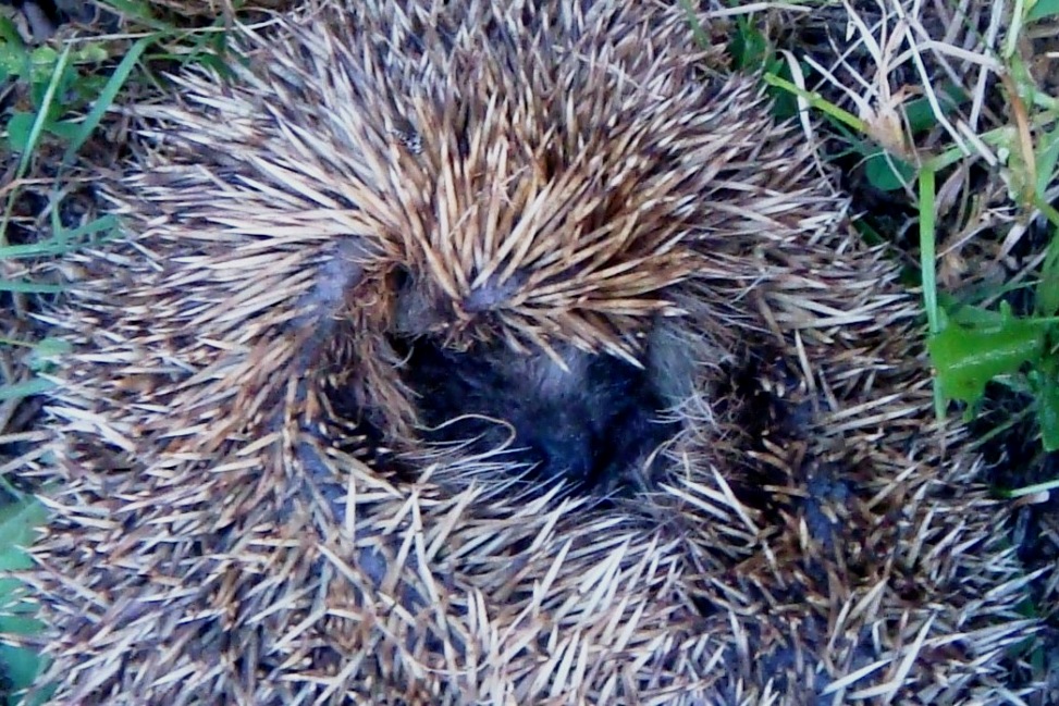 TRAVANCAS DA RAIA: Ouriço-cacheiro no jardim