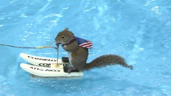 Dead Squirrel In Pool Meme