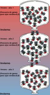 Biología Ciencia y Naturaleza: DERIVA GÉNICA