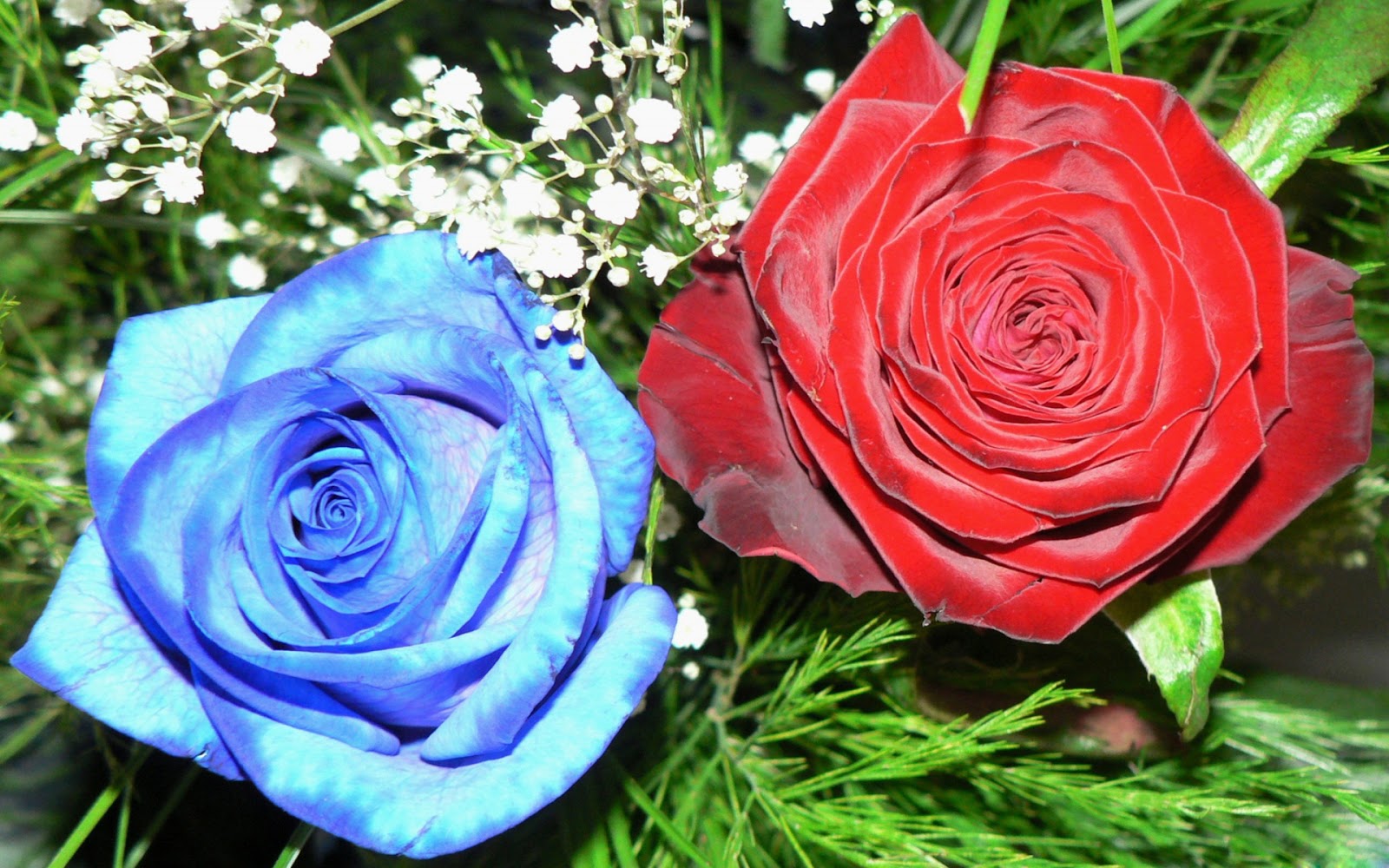 Blue Rose|Pink Rose|Beautiful Rose|Rose Collection|Beautiful Flowers