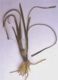 ILMU PERIKANAN KELAUTAN