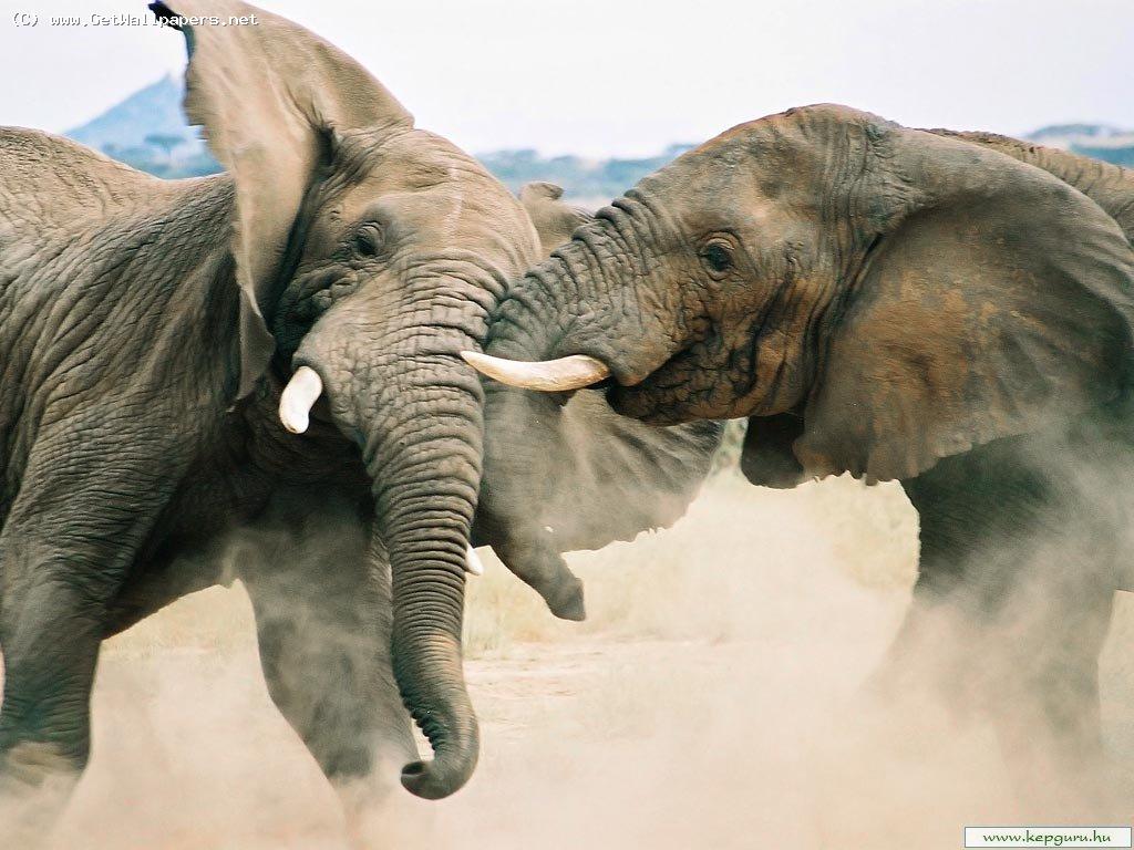 O Livro da Natureza: Elefante
