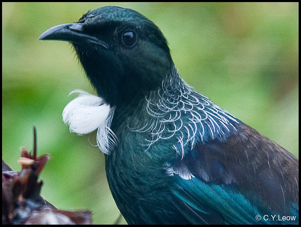 Man Behind Lens: Tui Obsession!