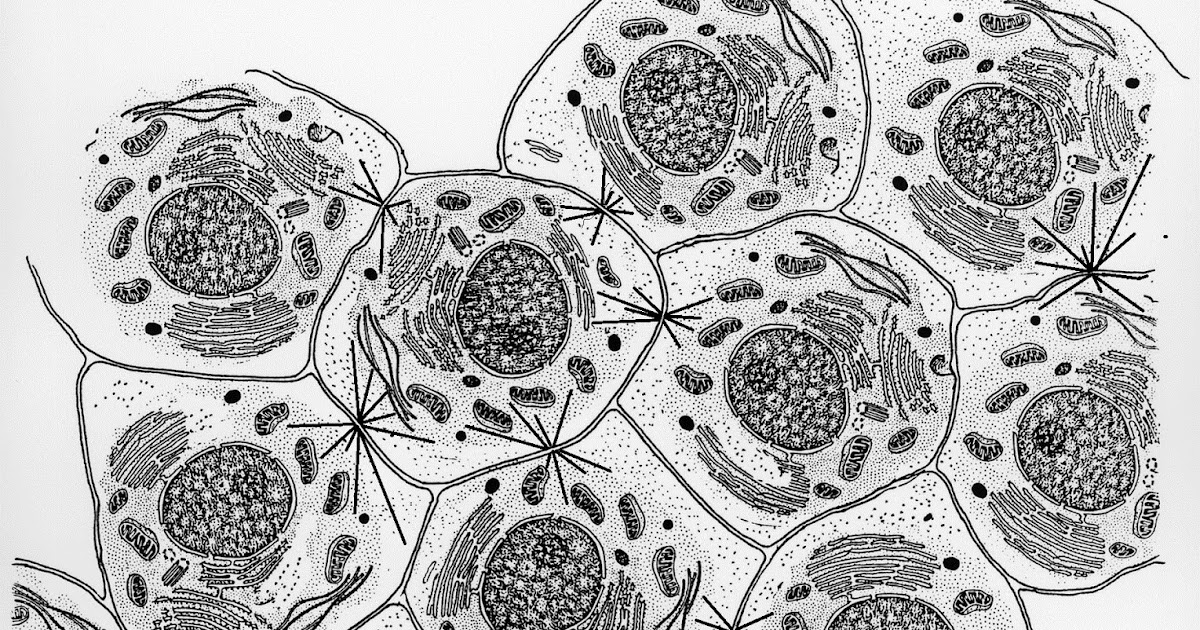 BIOLOGIA - CIÊNCIA DA VIDA: ZOOLOGIA - INTRODUÇÃO AO REINO METAZOA