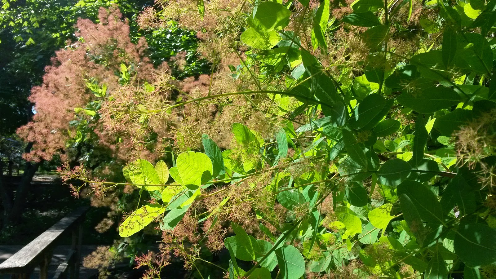 Nature Photography and Facts : American Smoke Tree