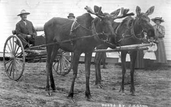 Just A Car Guy: just how many goofy people were raising moose to pull ...