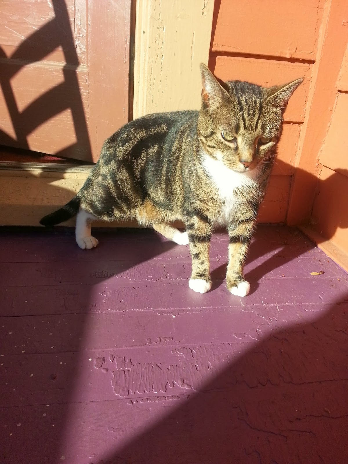 Simply Franee: Squinkle Twinkle Cat