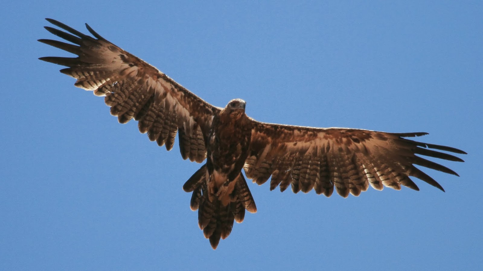 Richard Waring's Birds of Australia: Wedge-tailed Eagle flyby ...
