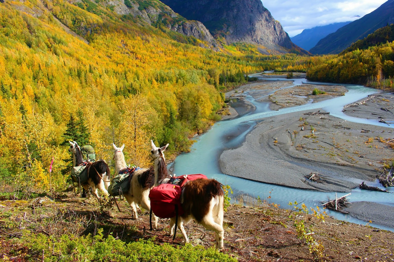 Alaska Llamas and Hiking