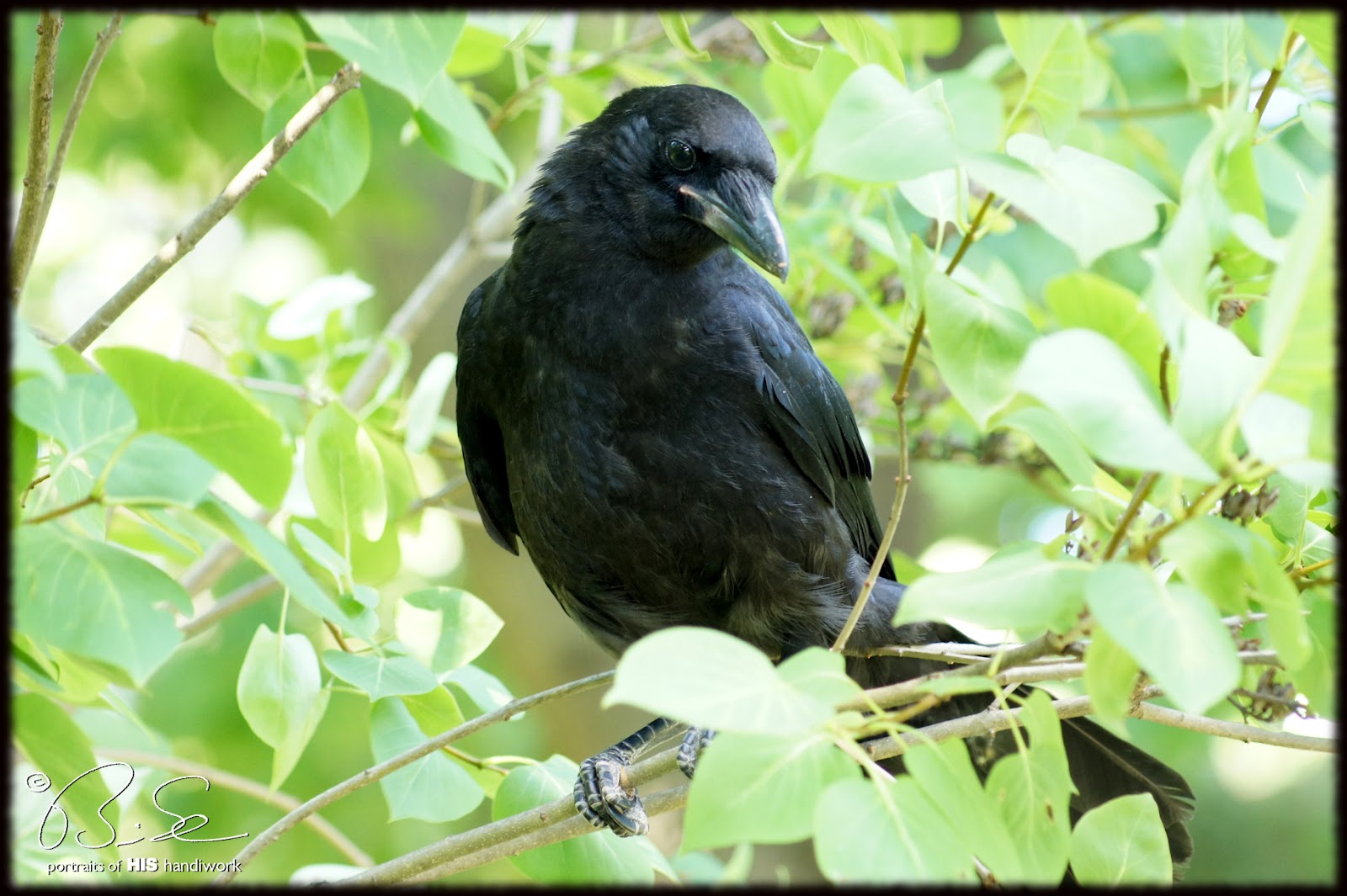 portraits of HIS handiwork: Crows and Frogs