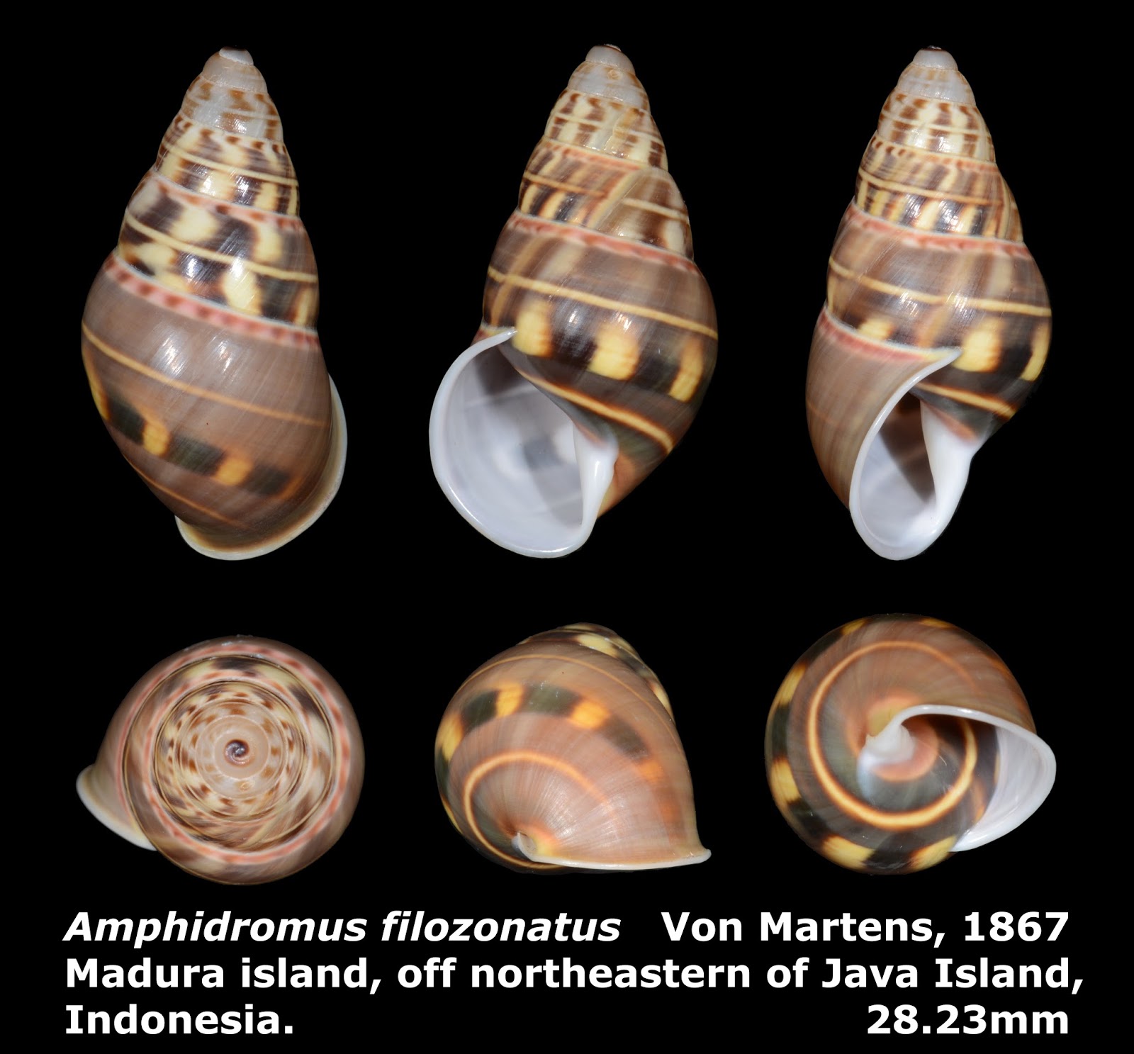 Dr. Lee's Gallery Museum: Amphidromus filozonatus 28.23 to 34.99mm