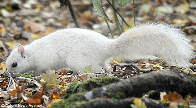 White Wolf : Incredibly Rare All-white Squirrel Spotted in the UK Wild