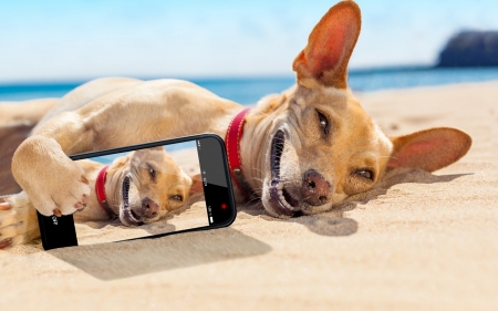 Top 12 Tech Gadgets for Dog Owners - My Pets
