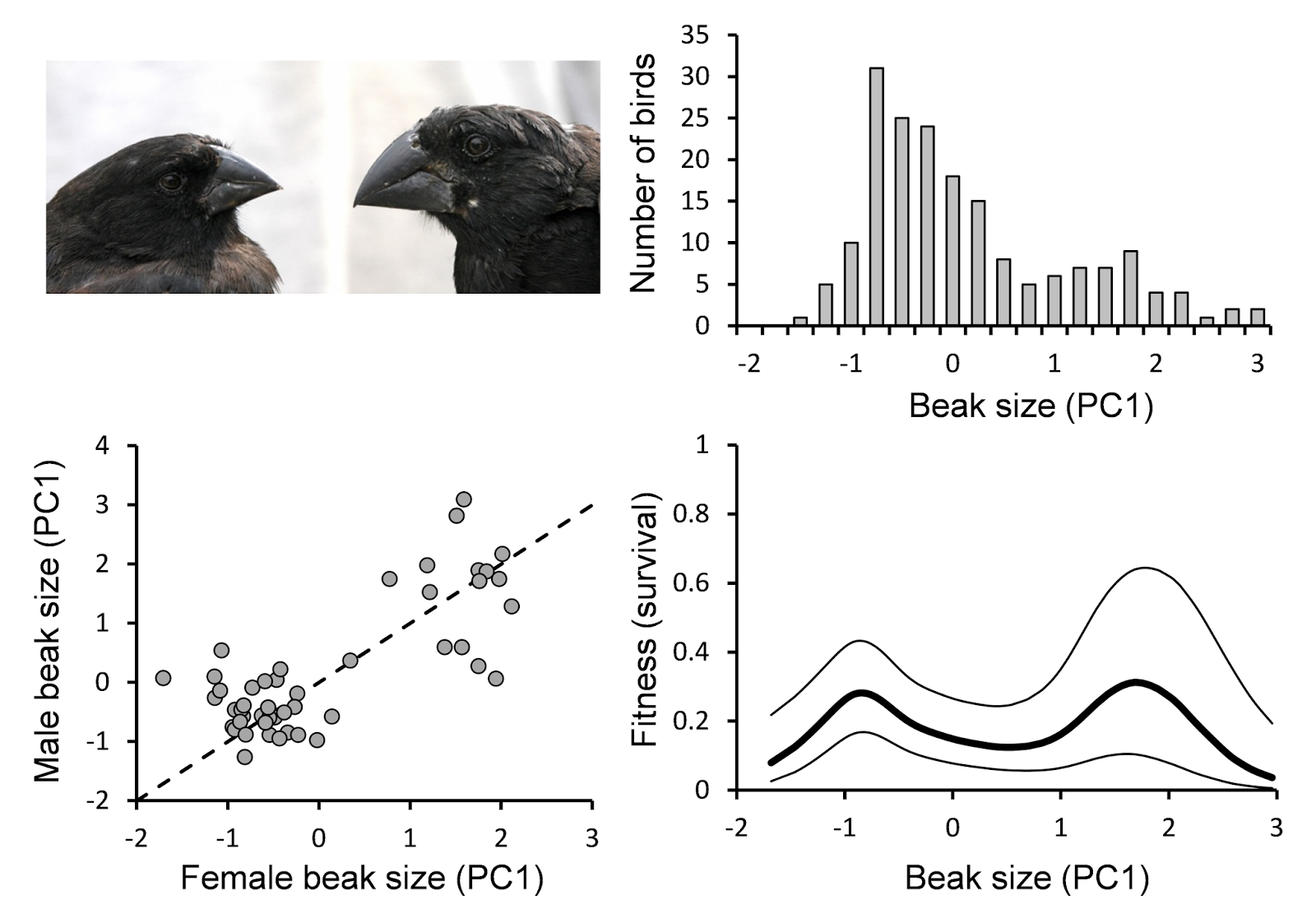 Eco-Evo Evo-Eco: The Adaptive Radiation of Darwin's Finches: old, new ...