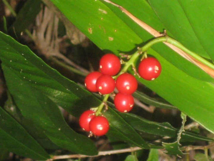 AS SEEN ON TV By Stanley Palisada