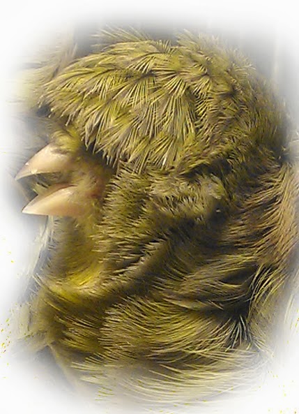 LOS CANARIOS DE POSTURA: Canarios Rizados (1)