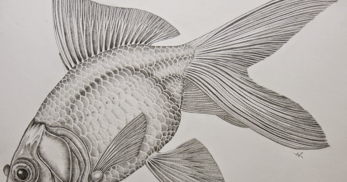 Carassius auratus - Iván Vázquez