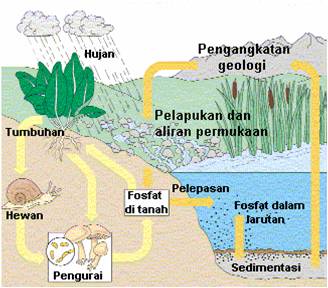 Kimeni's Blog: Daur Biogeokimia