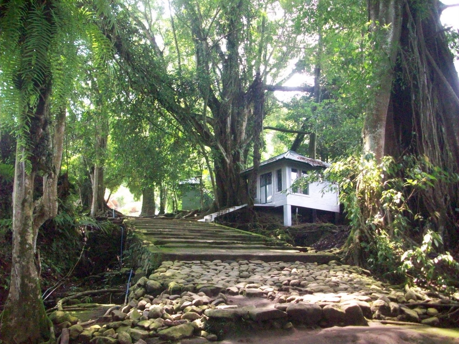 Asal-Usul Harimau (Maung) Siliwangi | Arsip Budaya Nusantara