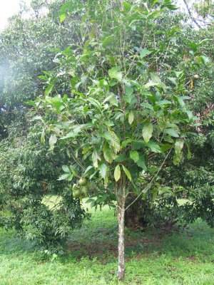 مدونة حِناء: فاكهة بوروجو Borojo