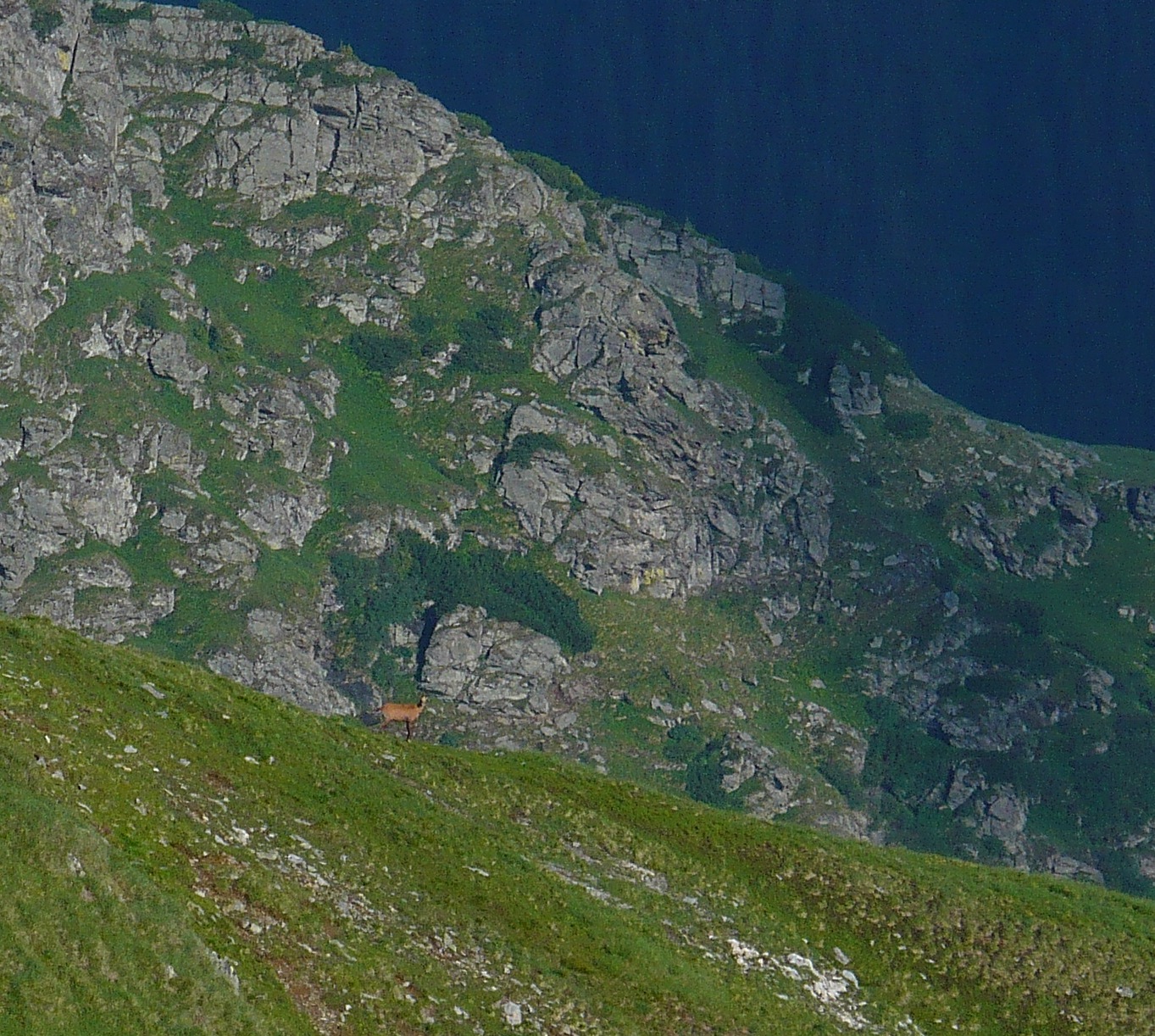 nature trails: Capra Neagra din Fagaras