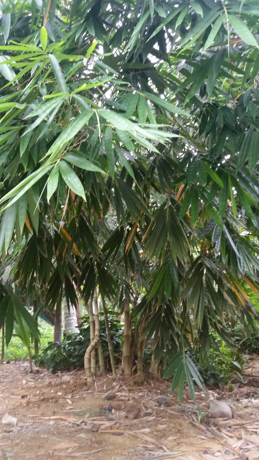 Warisan Petani: Pokok Buluh 2 : Buluh Batu