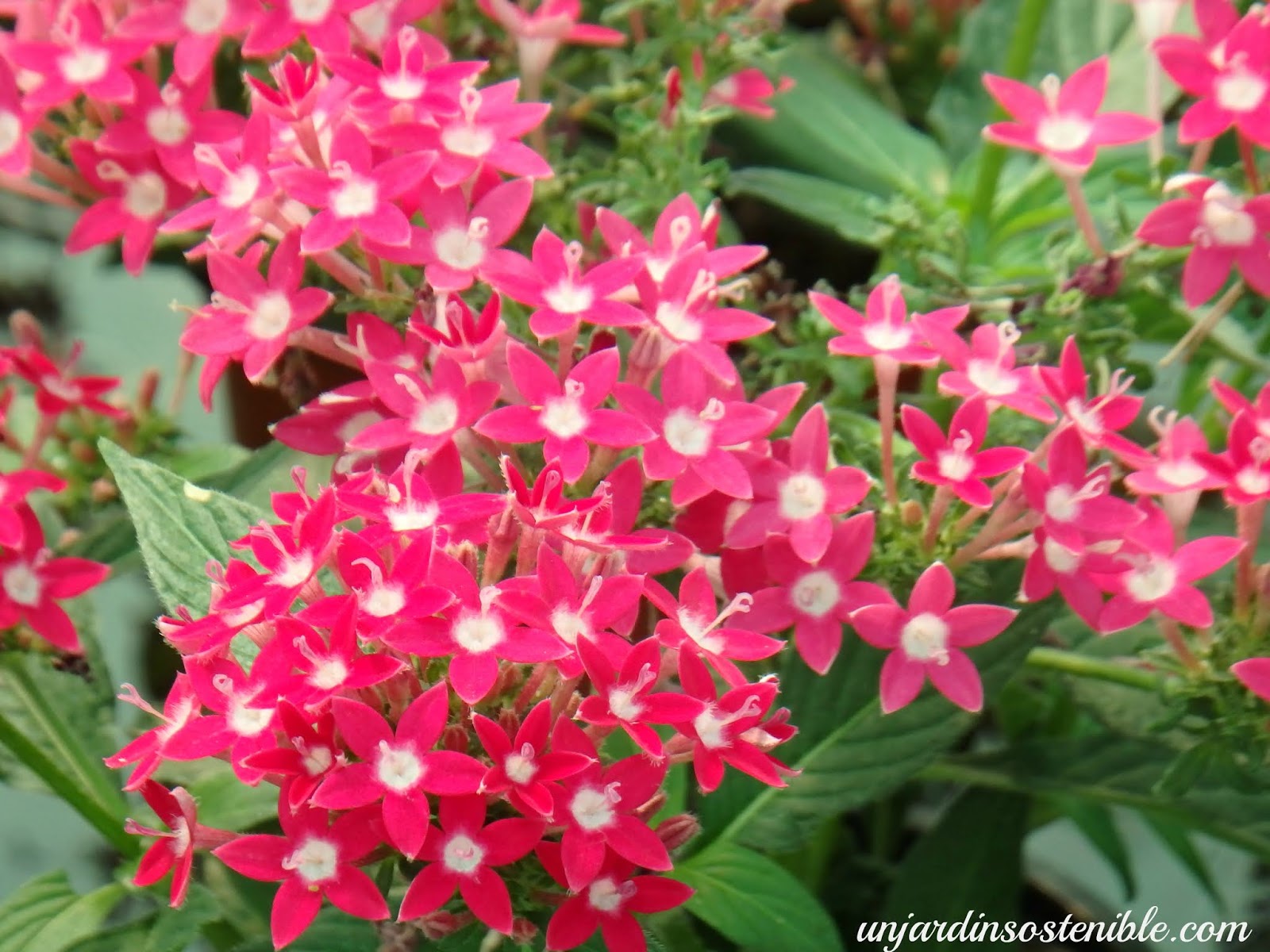 Pentas lanceolata (Pentas)