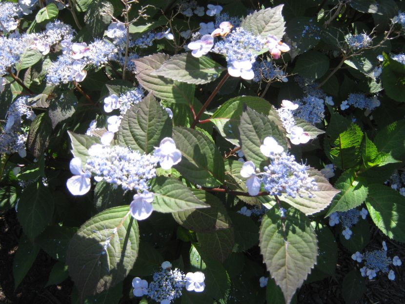 Future Plants by Randy Stewart: Hydrangea - Other Species