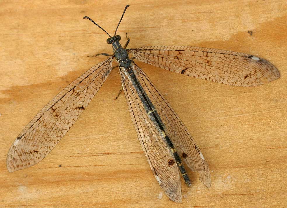 Musings of a Biologist and Dog Lover: Interesting Animals: Antlion