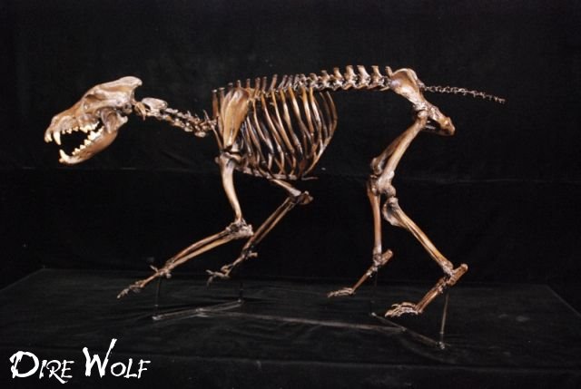 Canis lupus 101: Biology