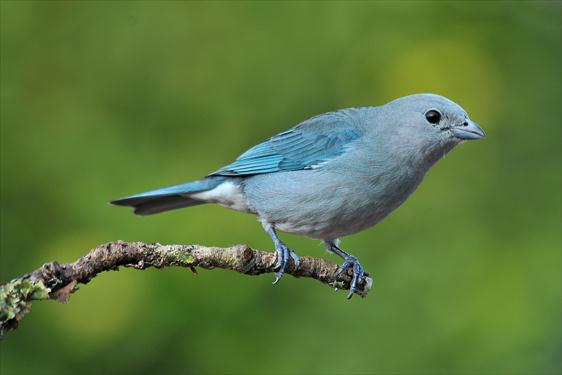 Depósito Santa Mariah: Canto Do Pássaro Azul!