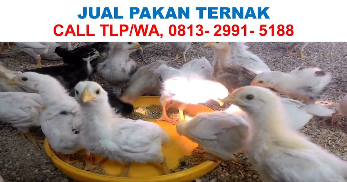 Harga Pakan Ayam Pedaging 50 kg-Tlp/sms/WA : 0813-2991-5188