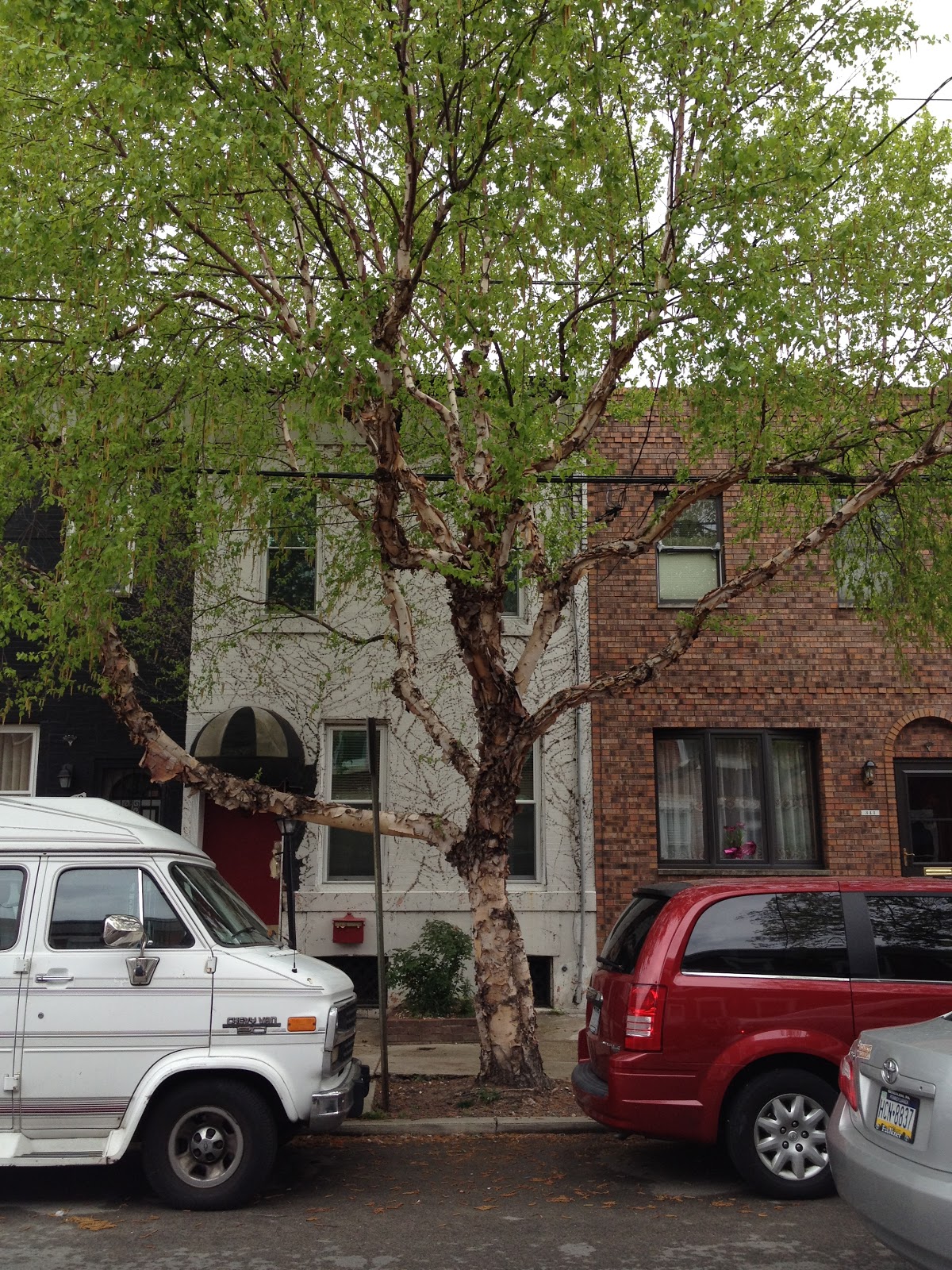 PHILLY TREES: PATTERNS: A KEY TO NAMING THE TREES