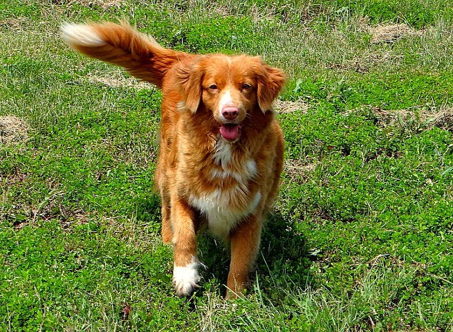 Nova Scotia Duck Toller Puppies