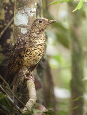 Sri Lankan Endemic Birds: Pethi Gomara Wal Awichchiya - Ceylon Scaly ...