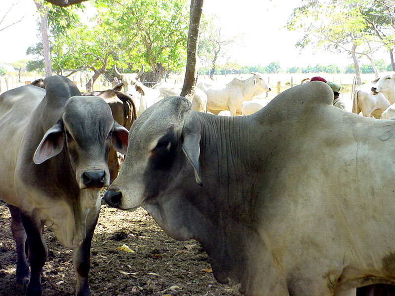 APURE TIERRA LLANERA: MI TIERRA HERMOSA