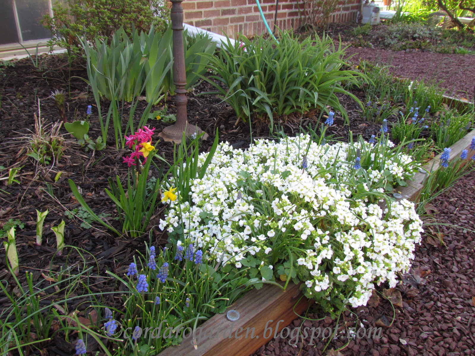 The Gardener of Eden: Home Gardens Mid-April....A Pictorial