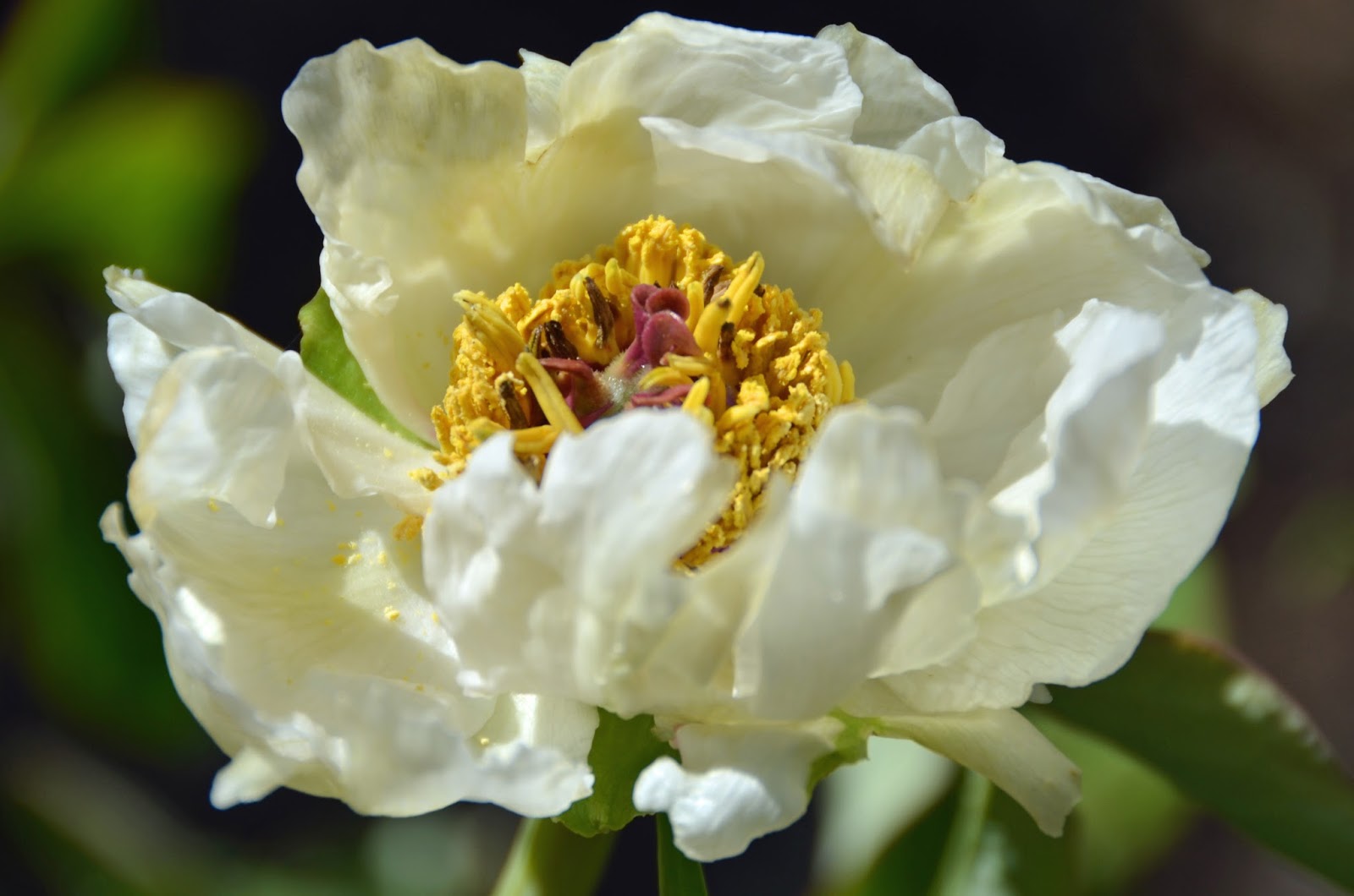 Southern Peony: 2016 Peony Blooms Very Early - Week 1