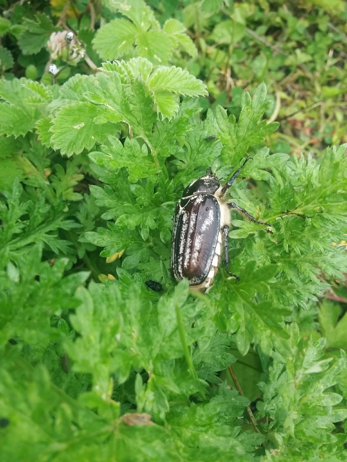 Expressing Myself: Hampta part 4 - Balu ka Ghera to Jobra