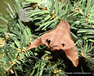 PURE FLORIDA: The Moth From My Christmas Tree.