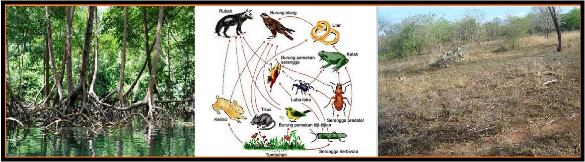 BIOLOGI GONZAGA: KOMPONEN EKOSISTEM