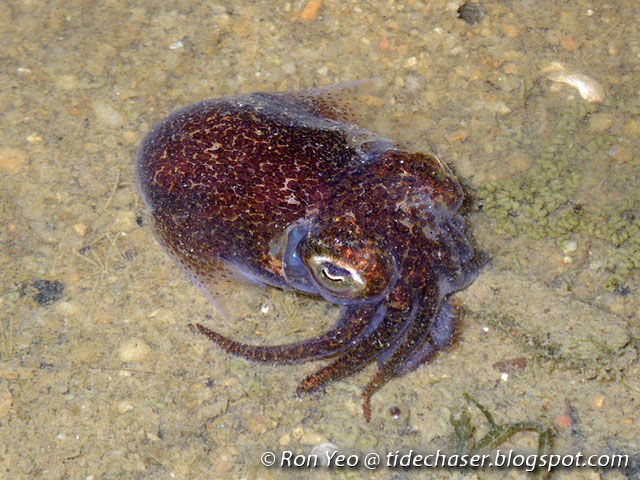 tHE tiDE cHAsER: Cephalopods (Phyllum Mollusca: Class Cephalopoda) of ...