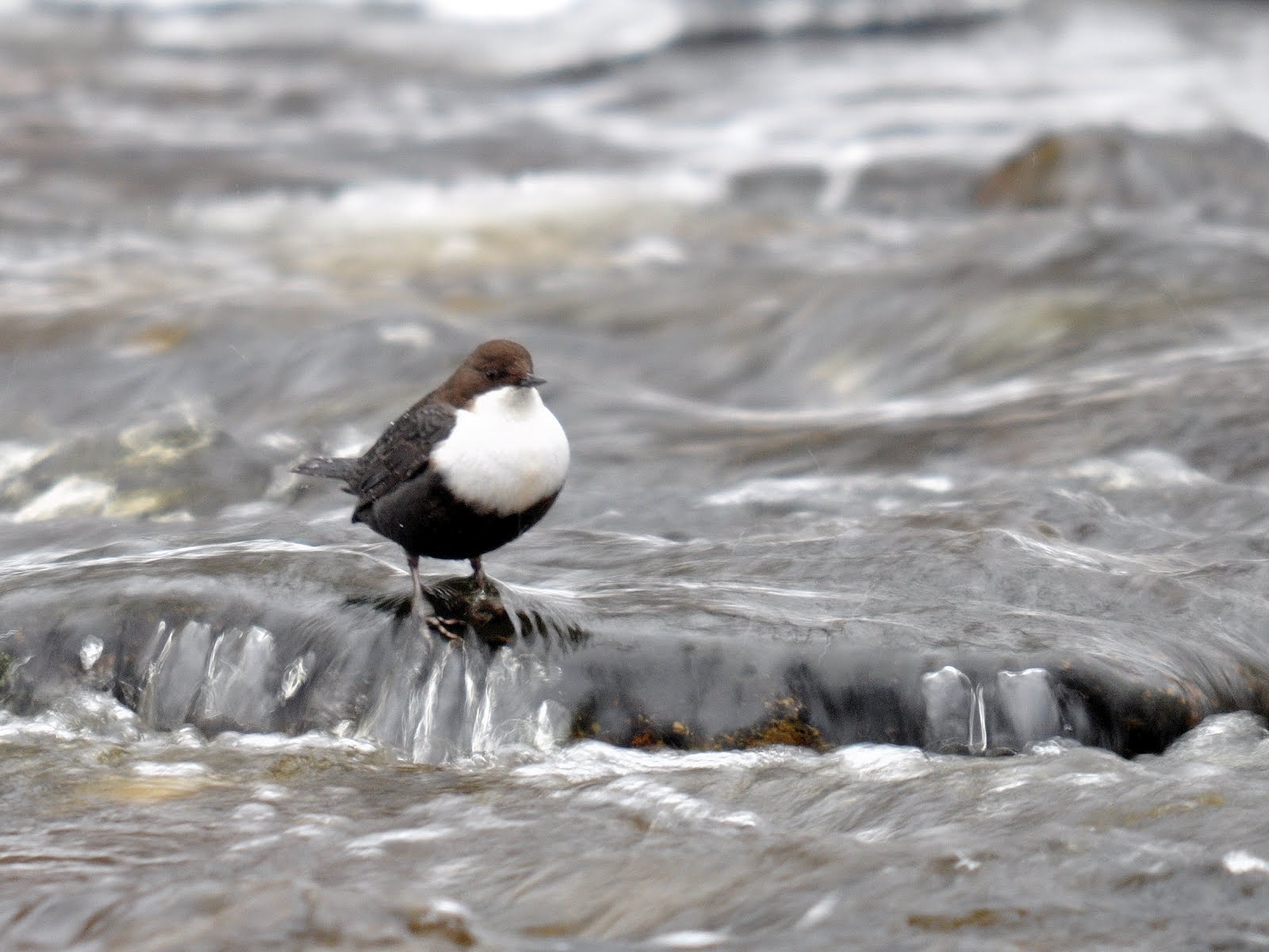 Looduspildid: Vesipapp, Cinclus cinclus, Dipper