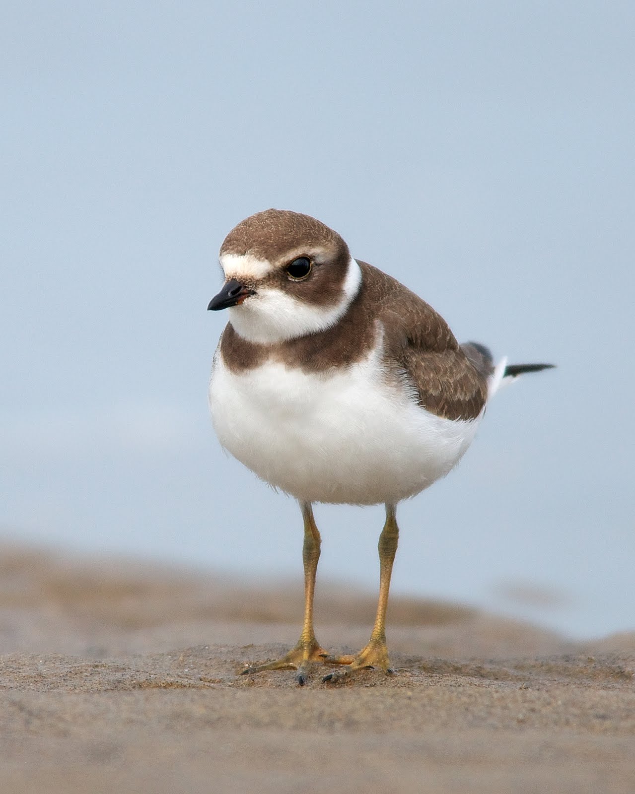 NW Bird Blog: Semipalmated Plover