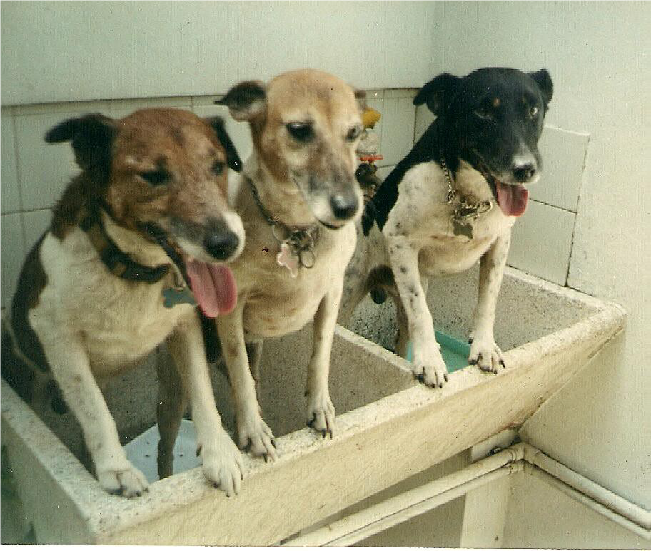 BOTELLA EN EL MAR : El perrito pinto