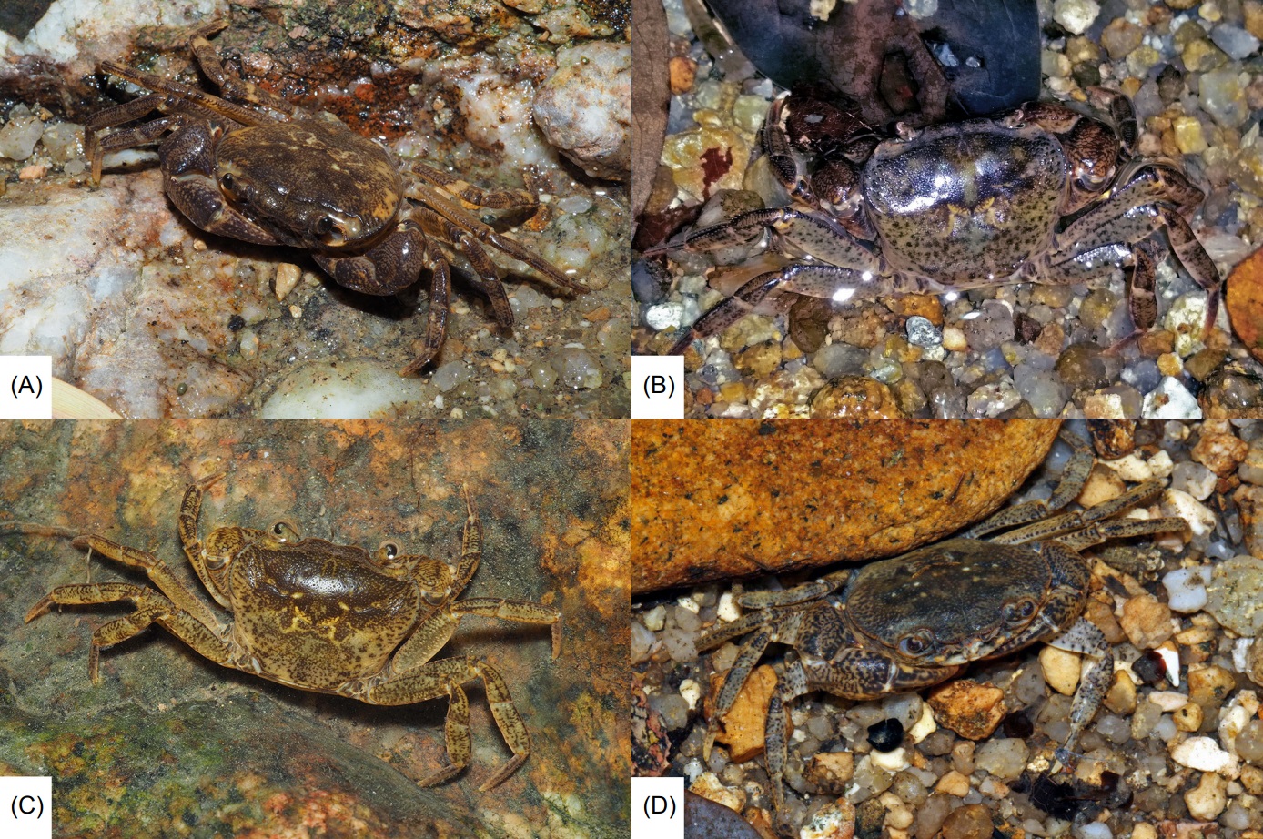 Species New to Science: [Crustacea • 2017] Cantopotamon n. gen. • A New ...