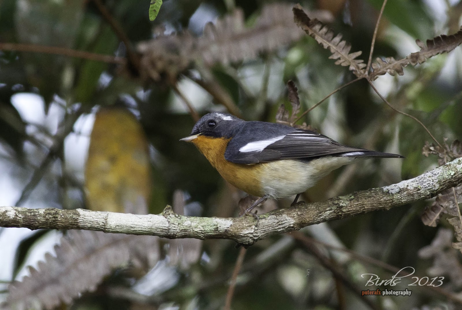 My Birds Photography: Mugimaki Flycatcher (Ficedula mugimaki) - Male